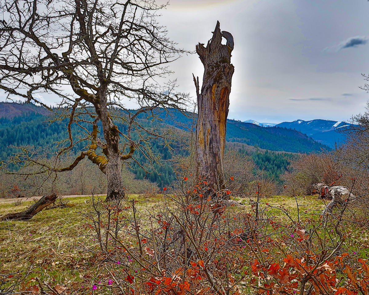 Weldon Wagon Road — Washington Trails Association