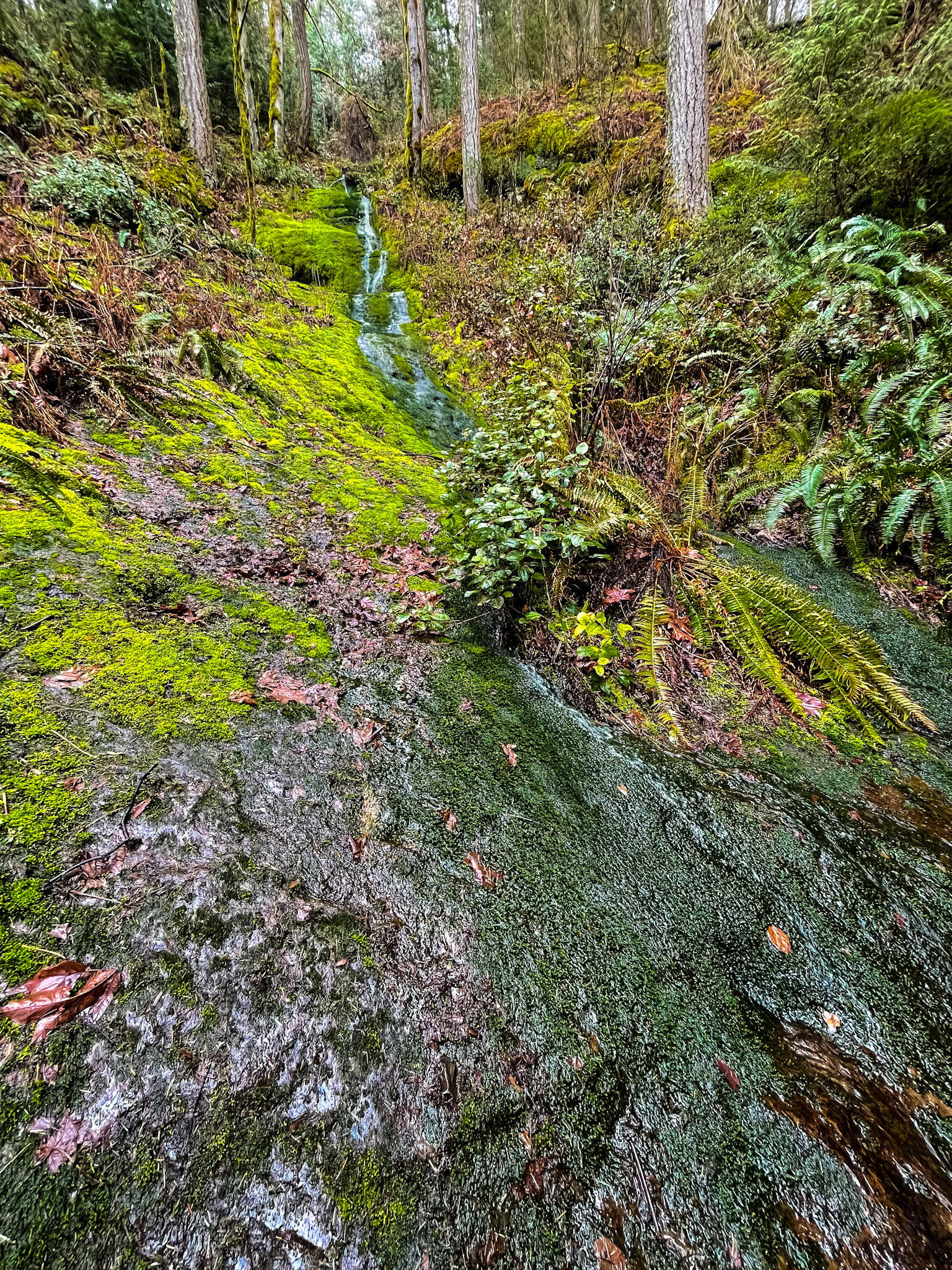 West Tiger 3, Nook Trail, Talus Rock Trail, Bus Trail — Washington ...