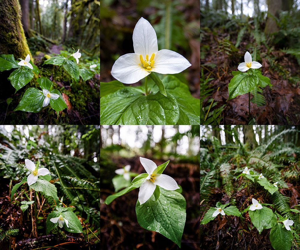 Stimpson Nature Reserve — Washington Trails Association