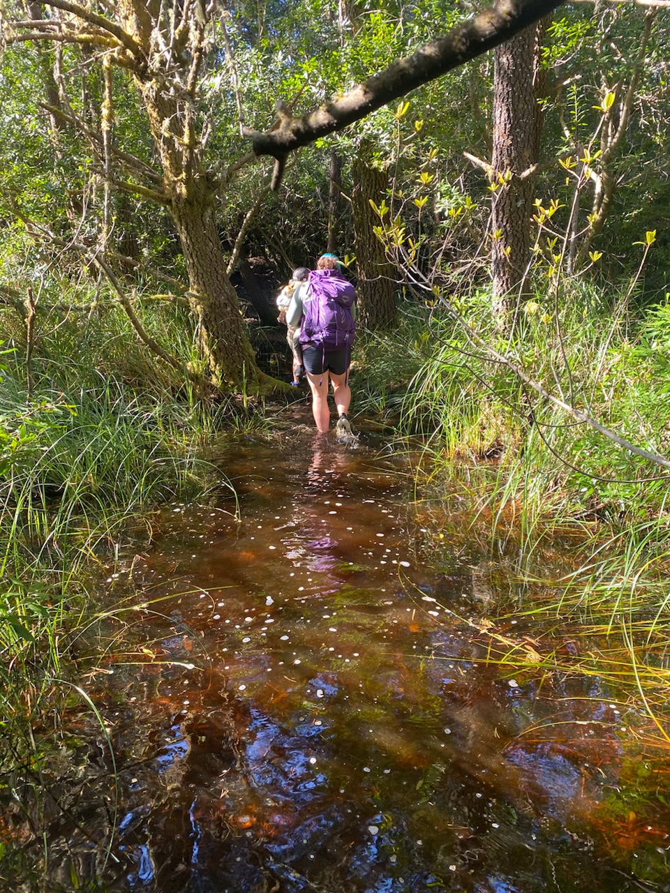 Leadbetter Point State Park - Dune Forest Loop, Willapa National ...