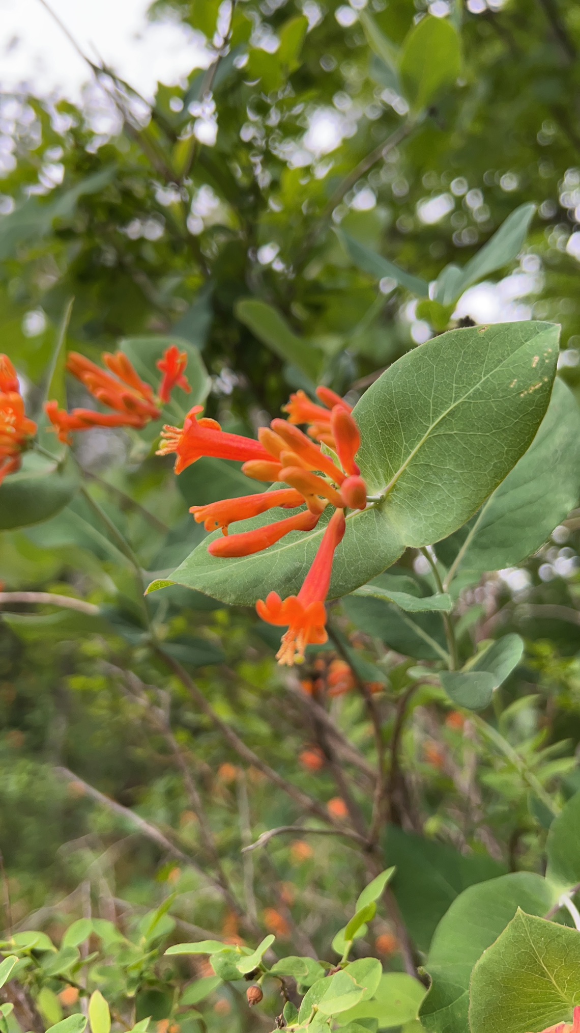 Capitol State Forest - Mima Falls Loop — Washington Trails Association