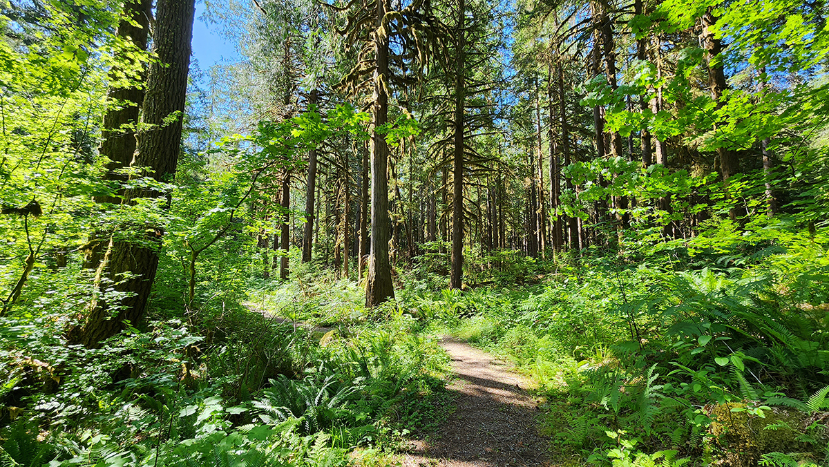 Old Sauk River Trail — Washington Trails Association
