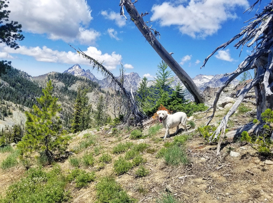 Navaho Peak, Navaho Pass — Washington Trails Association