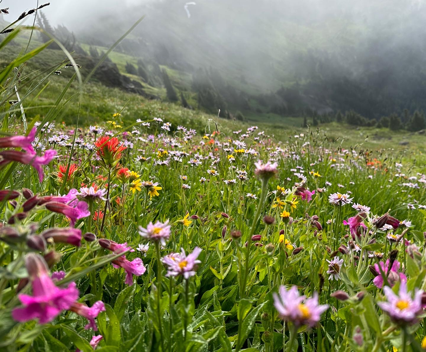 Goat Lake — Washington Trails Association