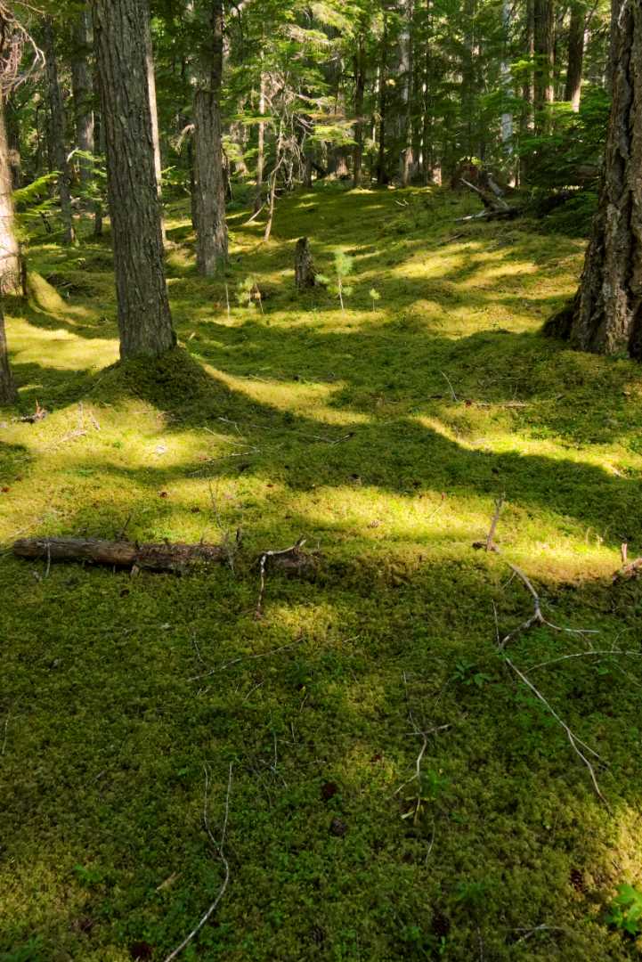 Royal Basin - Royal Lake — Washington Trails Association