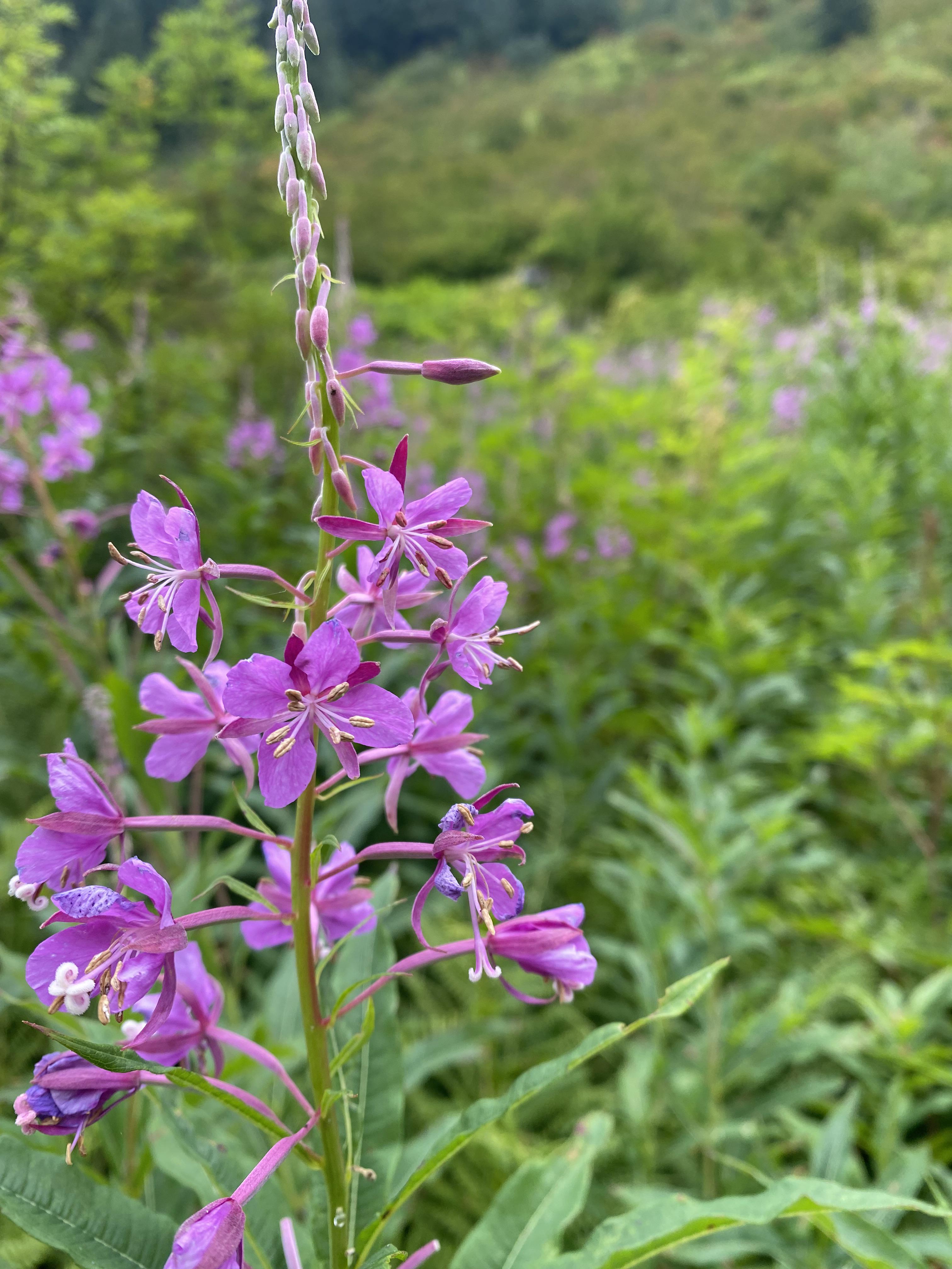 Heather Lake — Washington Trails Association