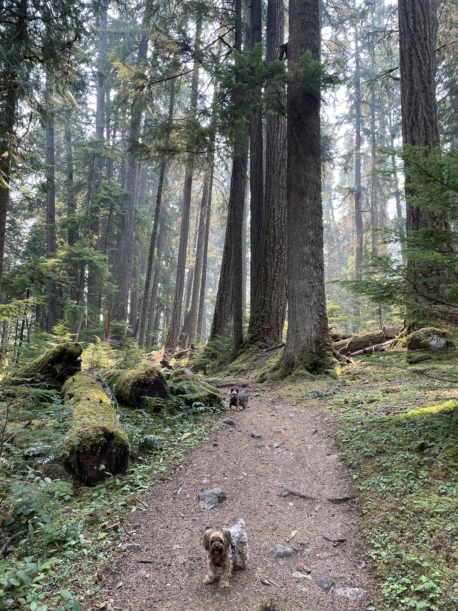 Skookum Flats — Washington Trails Association