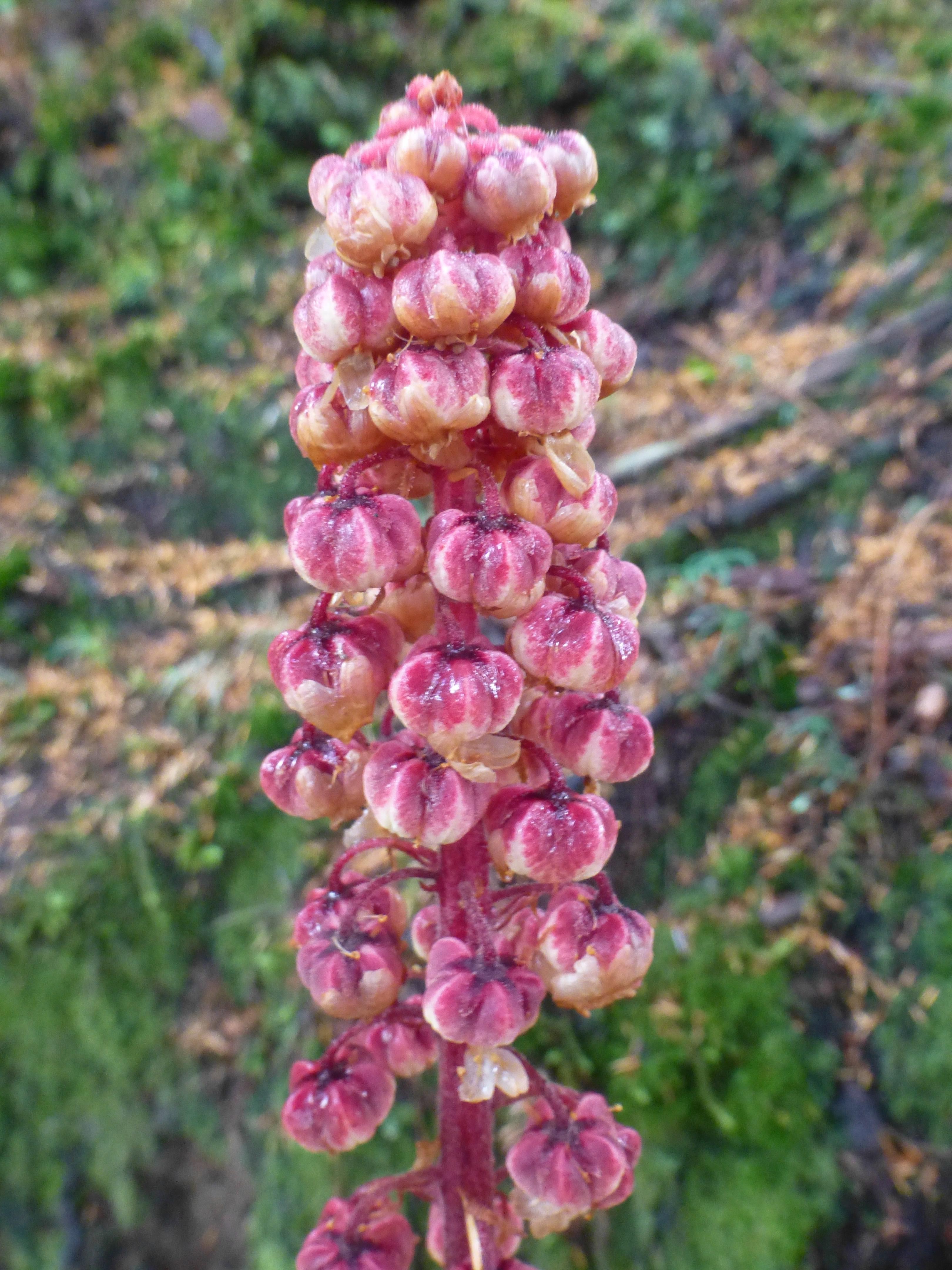 Ira Spring Trail - Mason Lake — Washington Trails Association