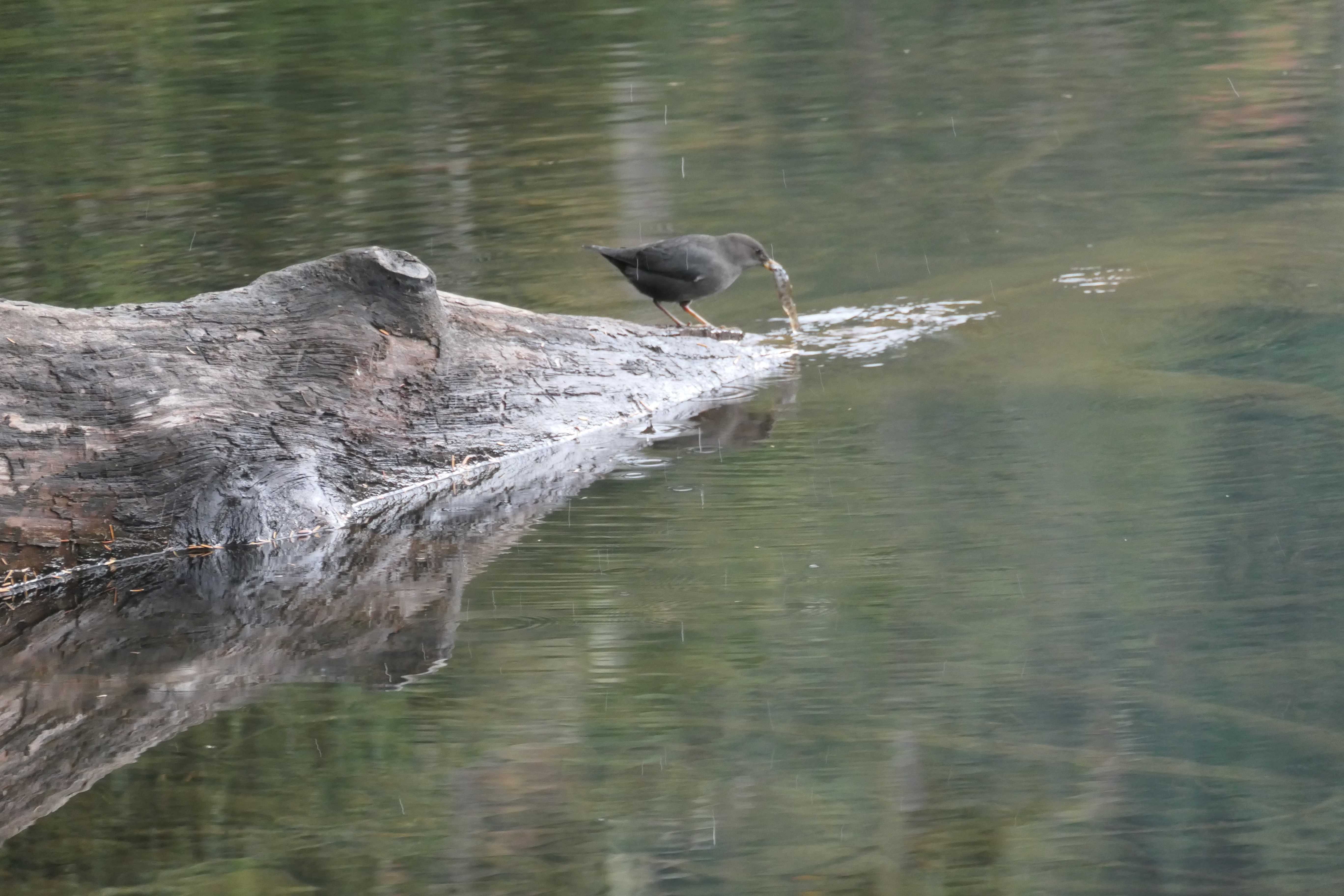 Goat Lake — Washington Trails Association