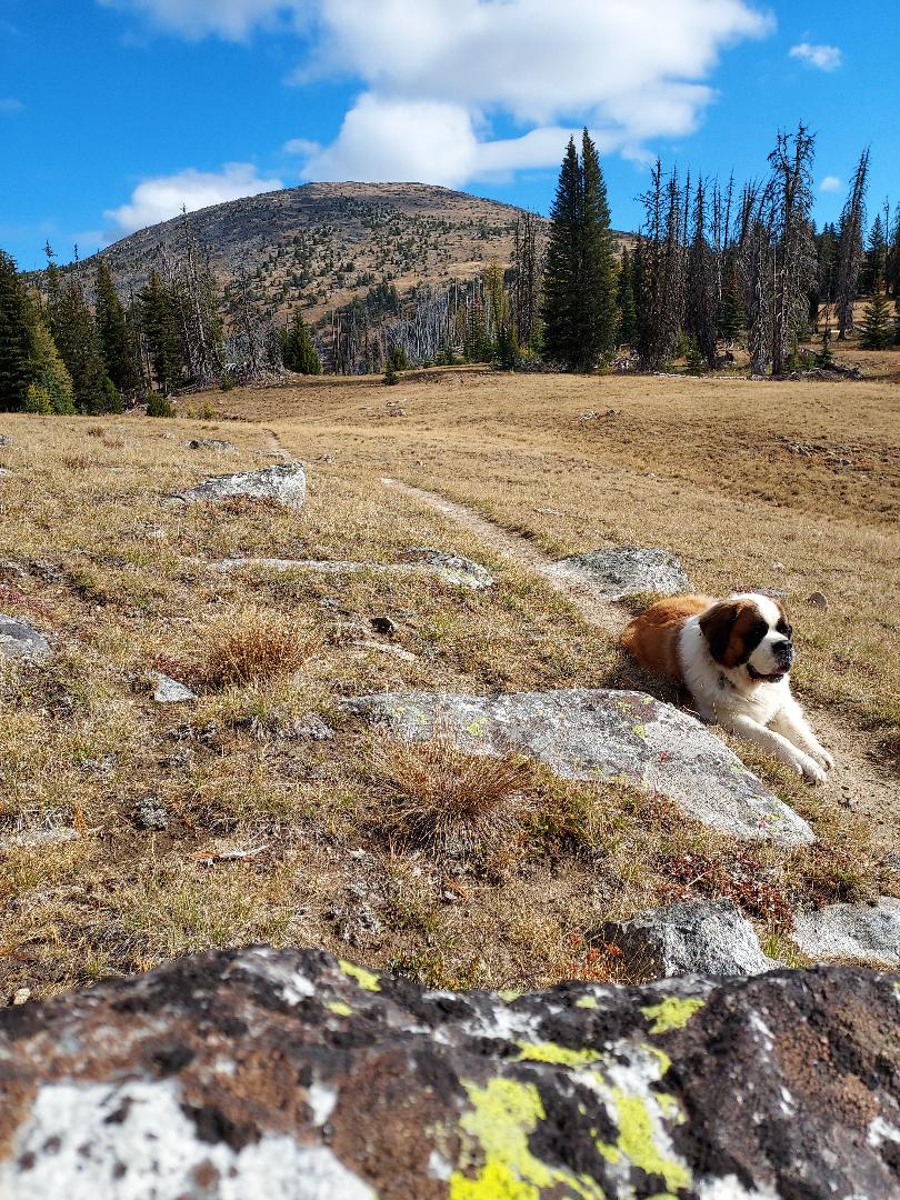Tiffany Mountain via Freezeout Ridge — Washington Trails Association