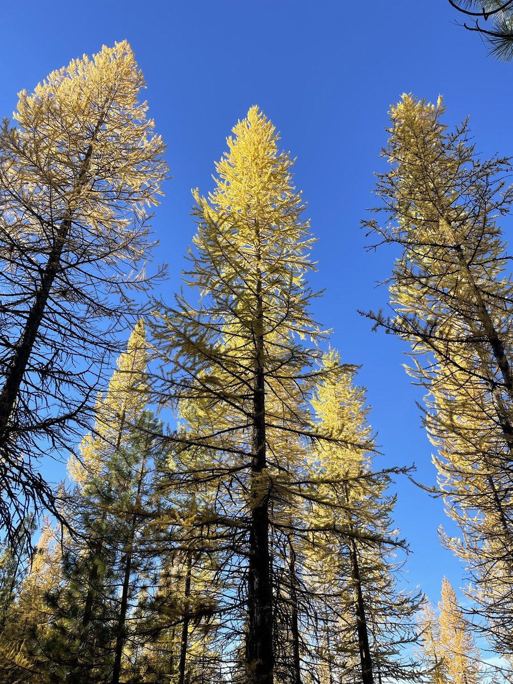 Swauk Forest Discovery Trail — Washington Trails Association
