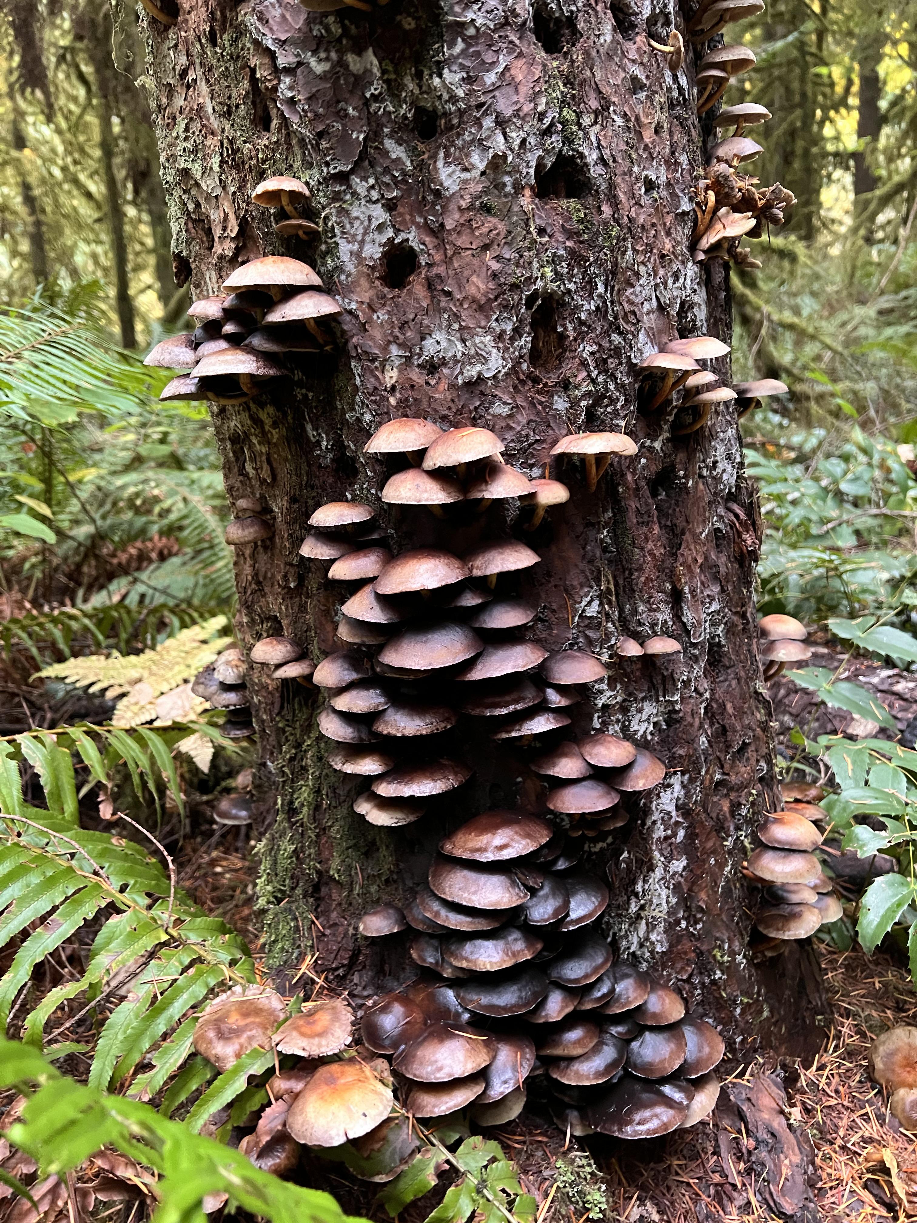 Big Tree Trail — Washington Trails Association