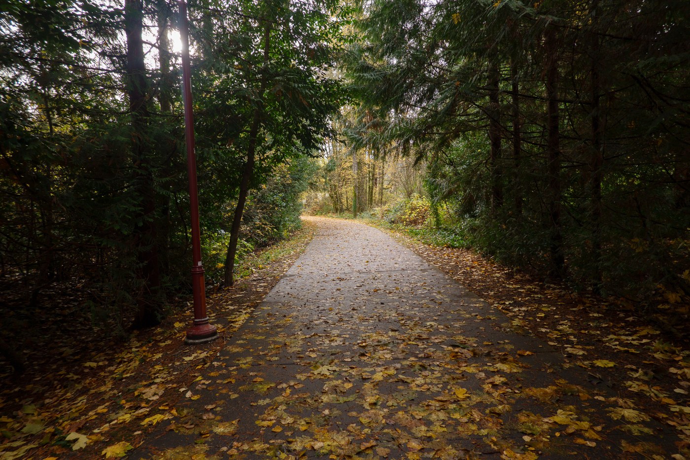 Rainier Trail - Issaquah — Washington Trails Association