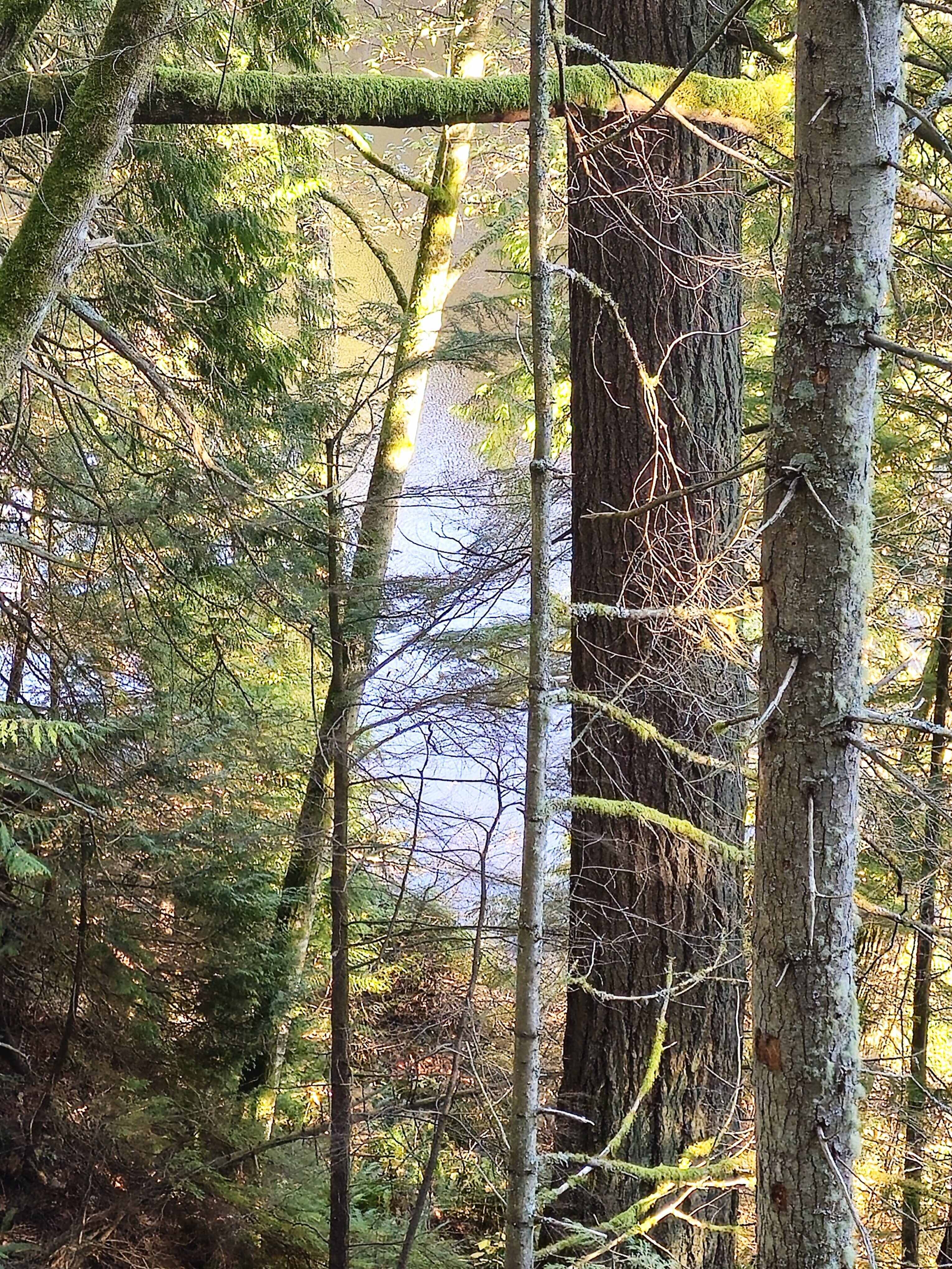 Larrabee State Park - South Lost Lake Trail, Larrabee State Park ...