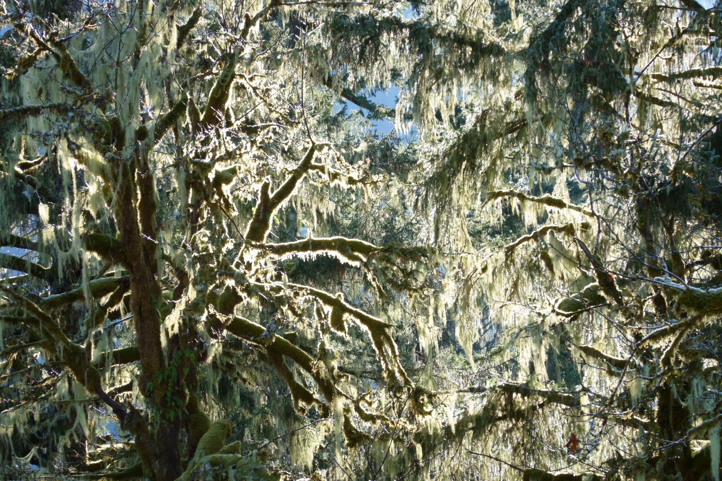 Oxbow Loop Trail — Washington Trails Association