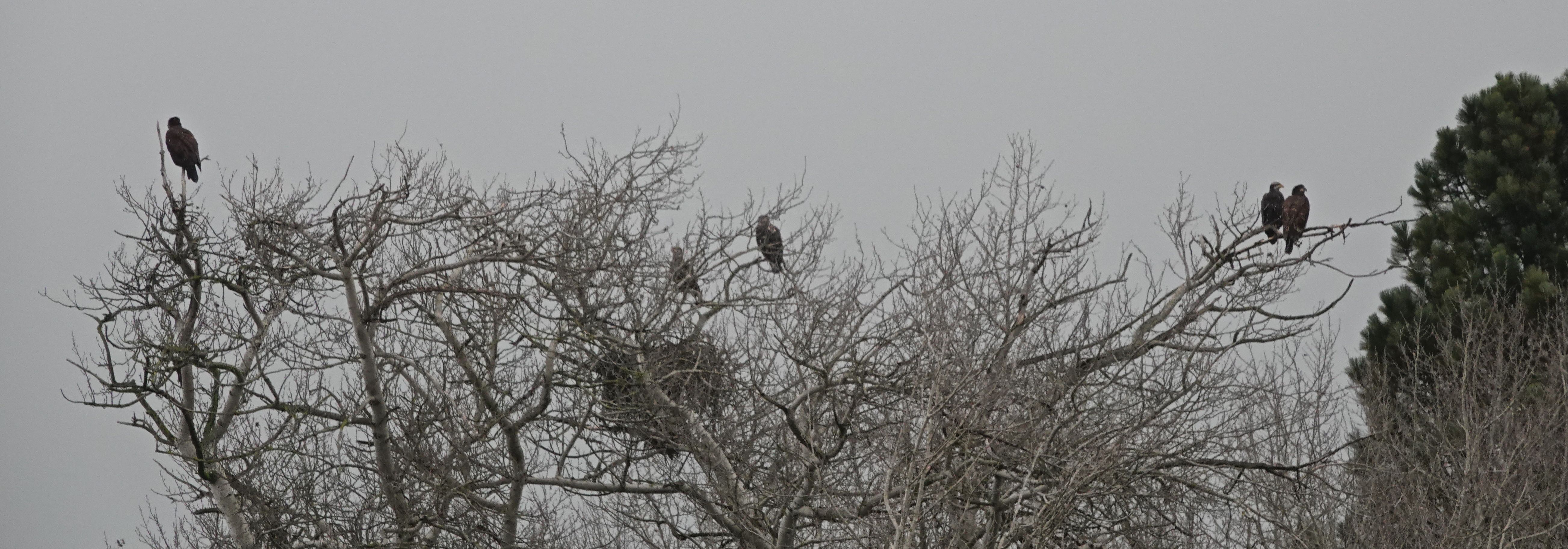 Skagit Wildlife Area, Leque Island - Stanwood Levee Trail — Washington ...