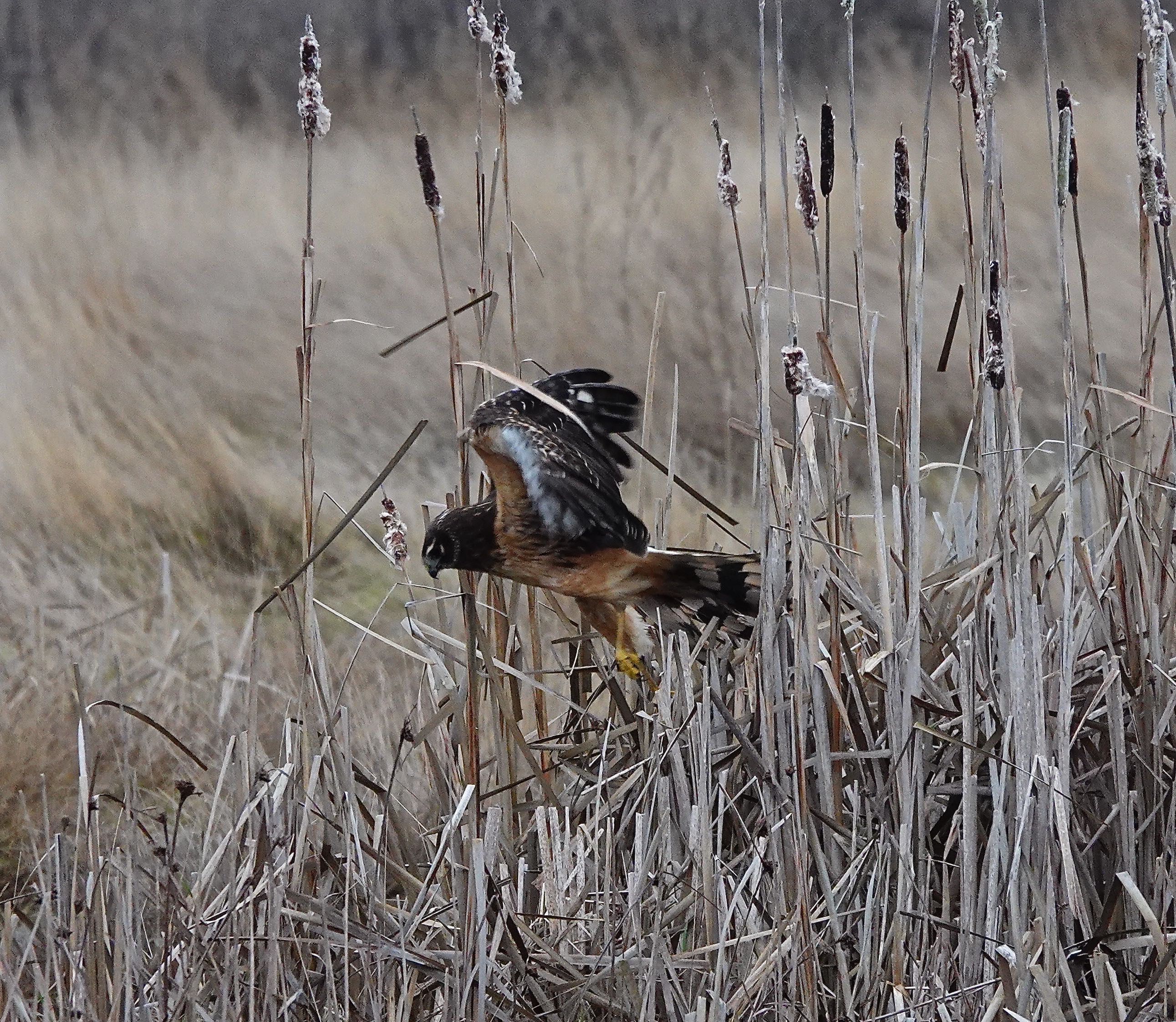 Skagit Wildlife Area, Leque Island - Stanwood Levee Trail — Washington ...