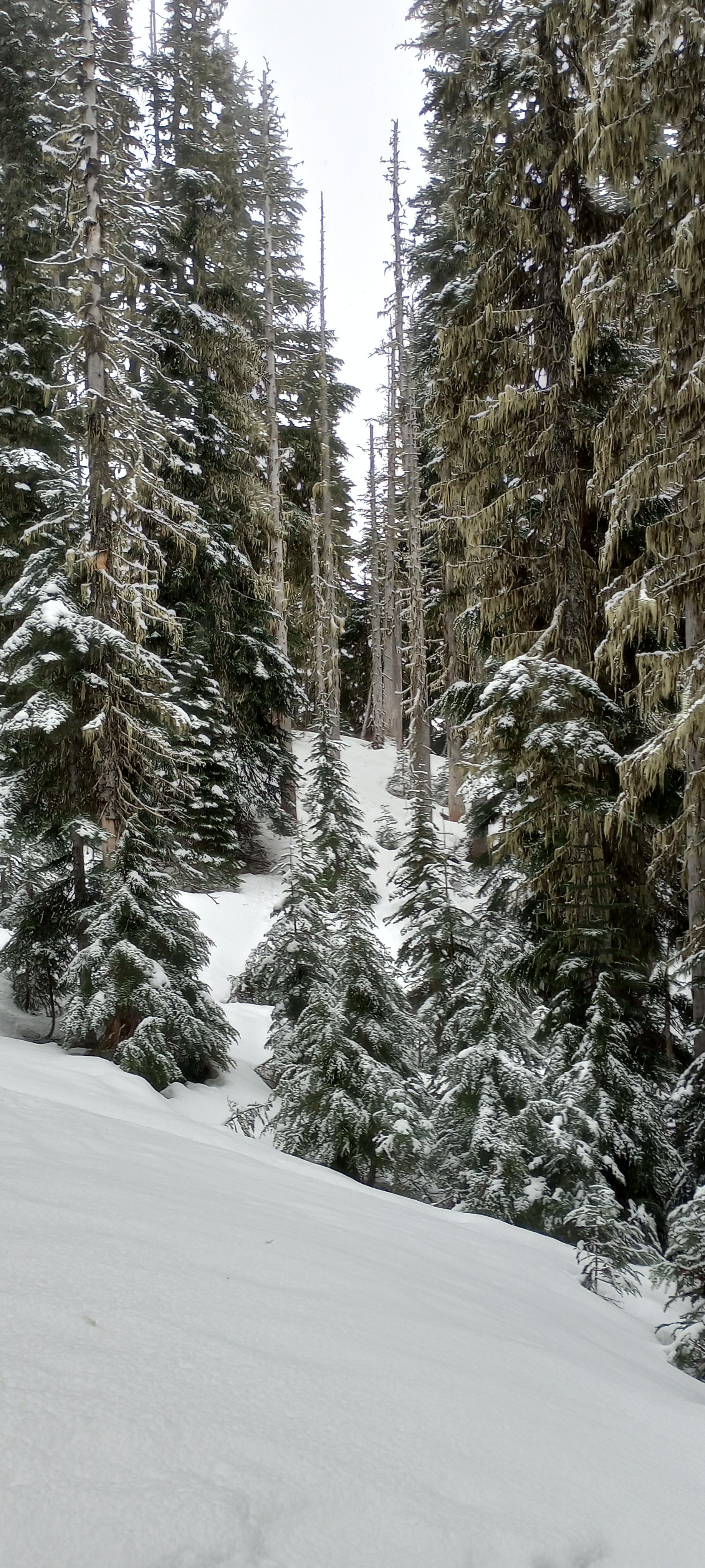 Wonderland Trail, Van Trump Park, Rampart Ridge Loop — Washington ...