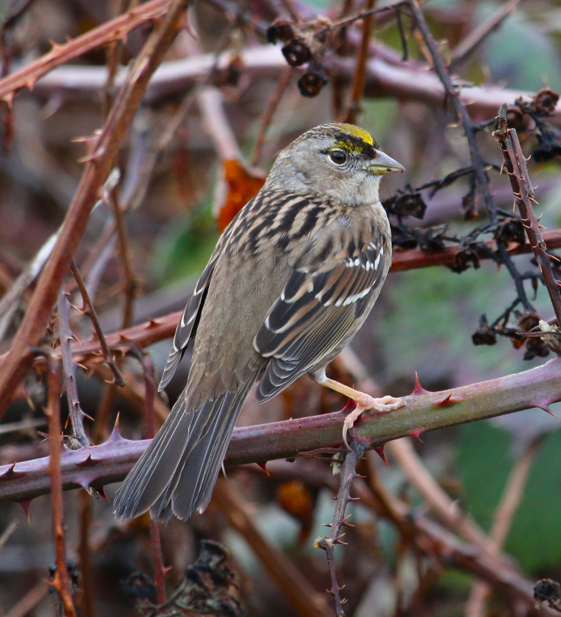 Riverview Wildlife Refuge, Centennial Trail — Washington Trails Association