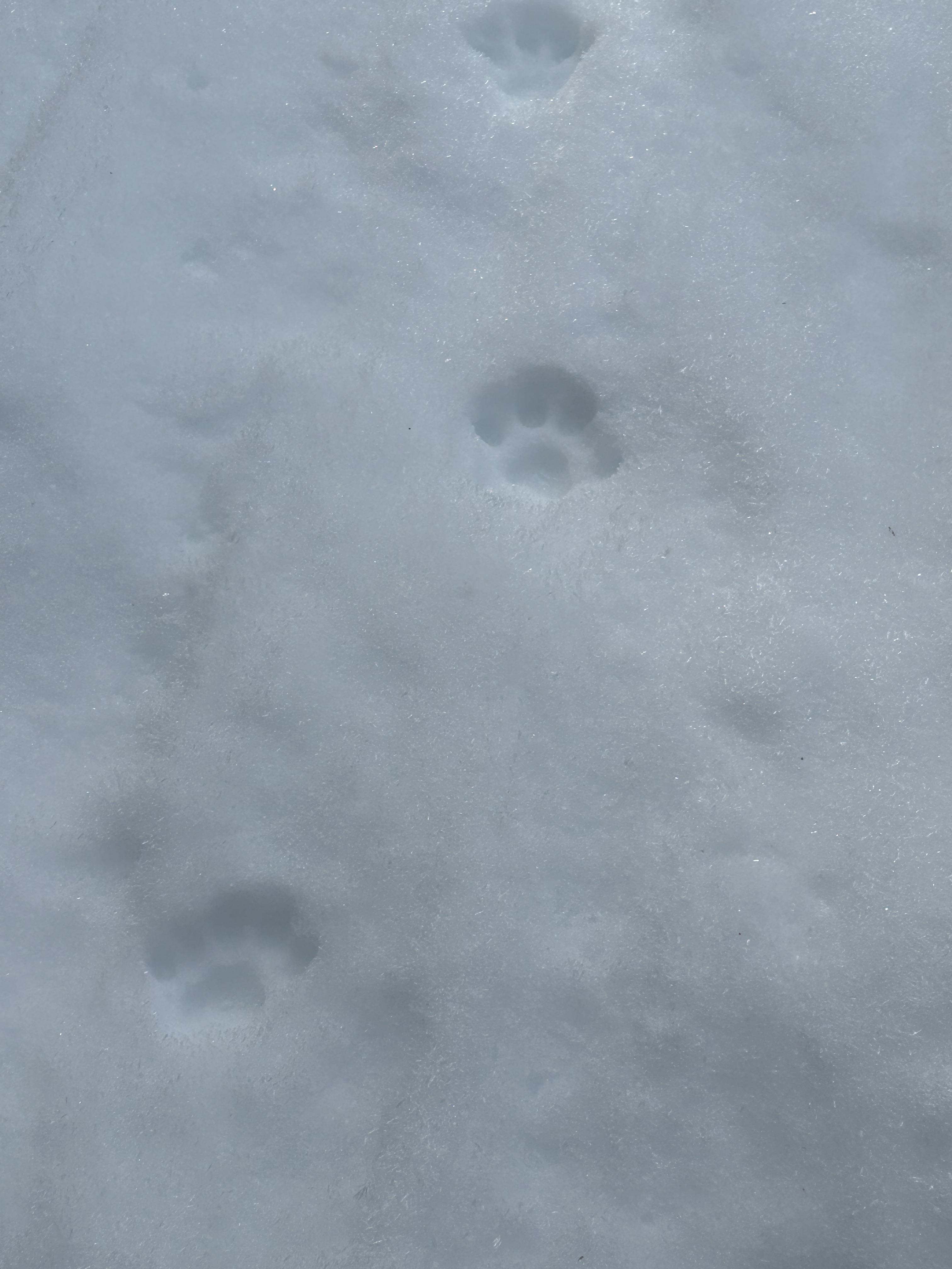 Tronsen Loop Snowshoe — Washington Trails Association