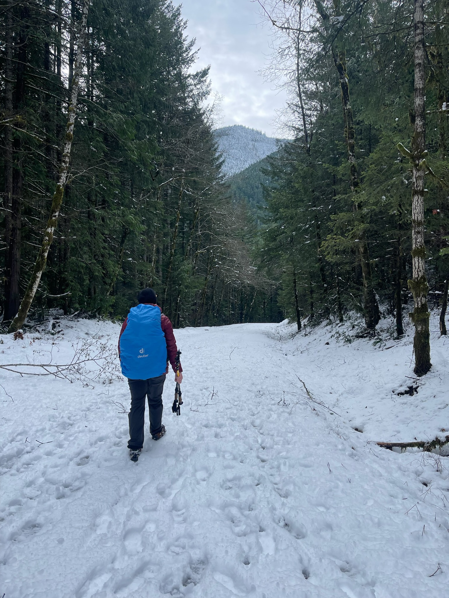 Mount Walker — Washington Trails Association