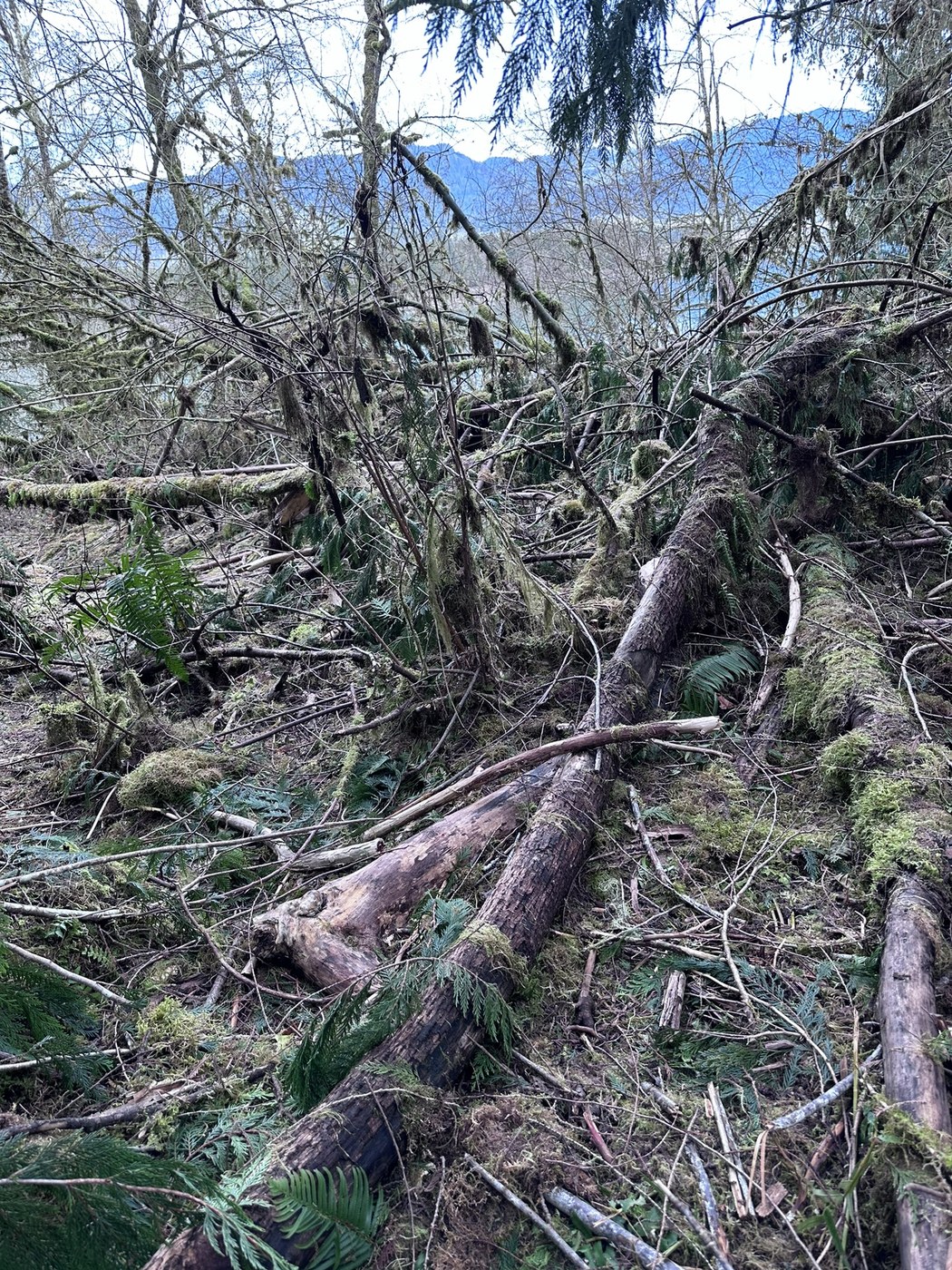 Baker Lake - Maple Grove — Washington Trails Association