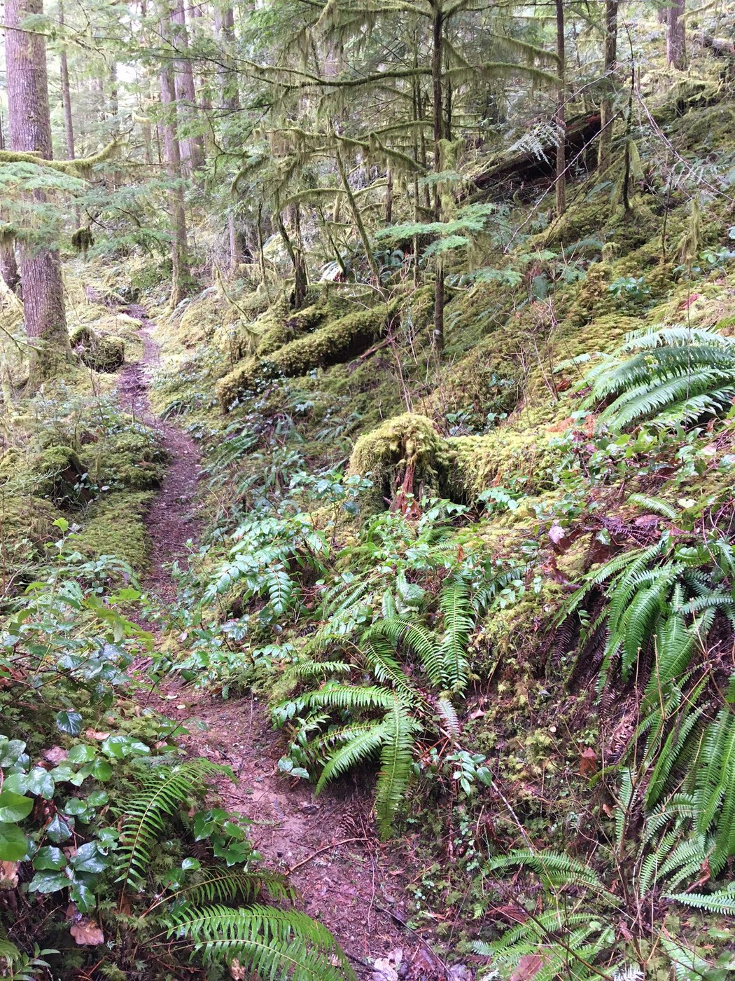 Diobsud Creek — Washington Trails Association
