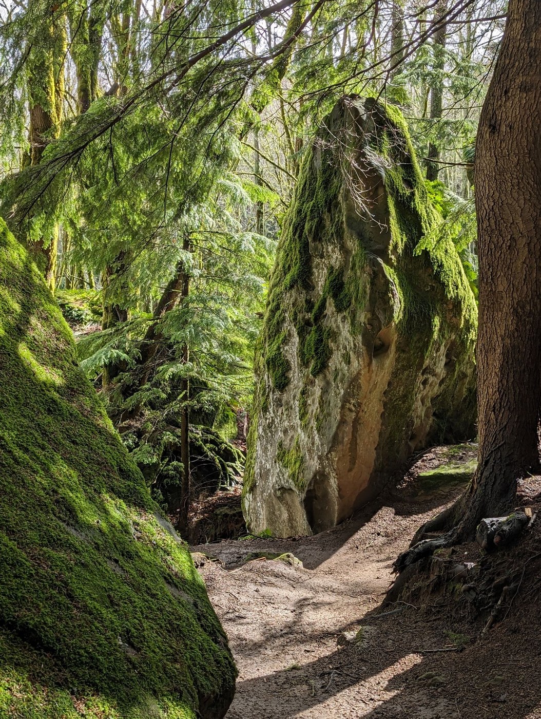 Larrabee State Park - Rock Trail — Washington Trails Association