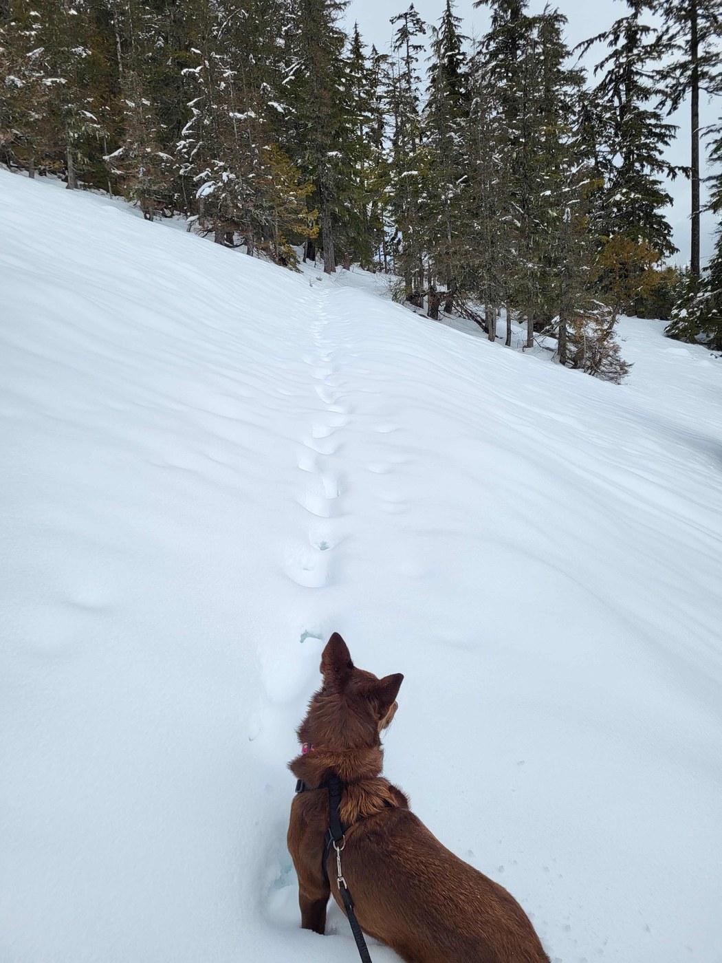 McClellan Butte — Washington Trails Association