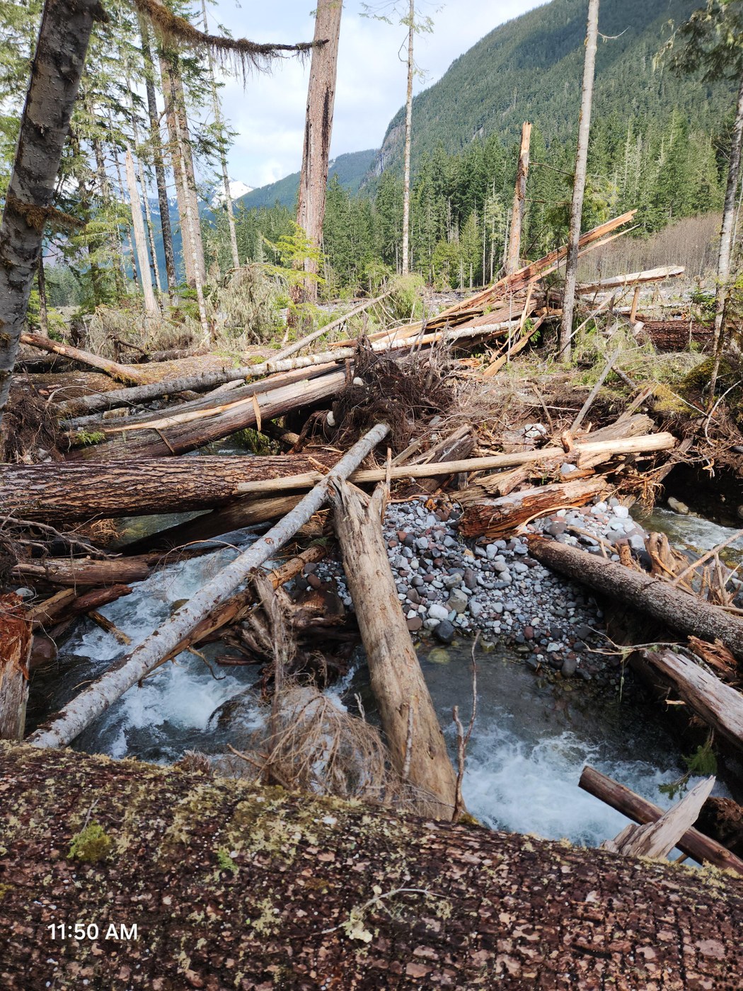Carbon Glacier — Washington Trails Association
