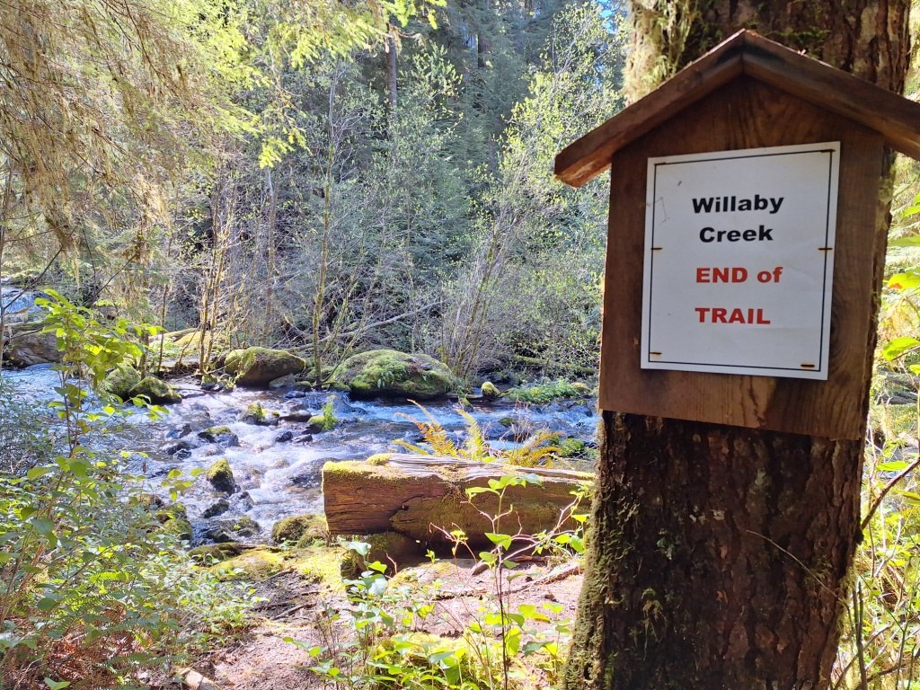 Willaby Creek, Quinault Rainforest Nature Loop — Washington Trails ...