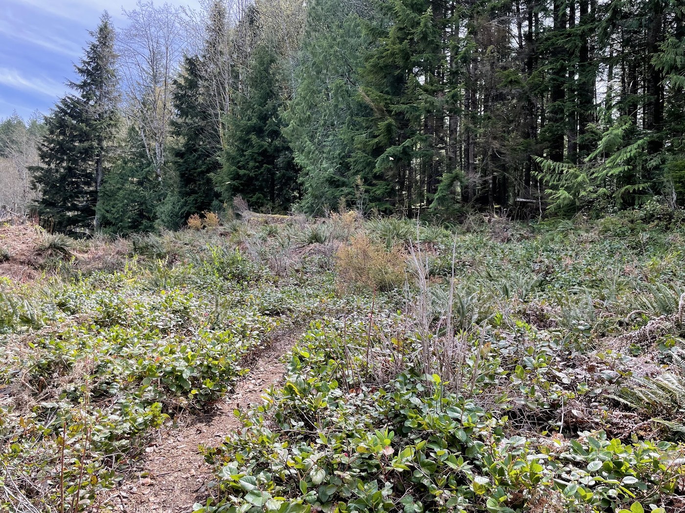 Heybrook Lookout, Heybrook Ridge — Washington Trails Association