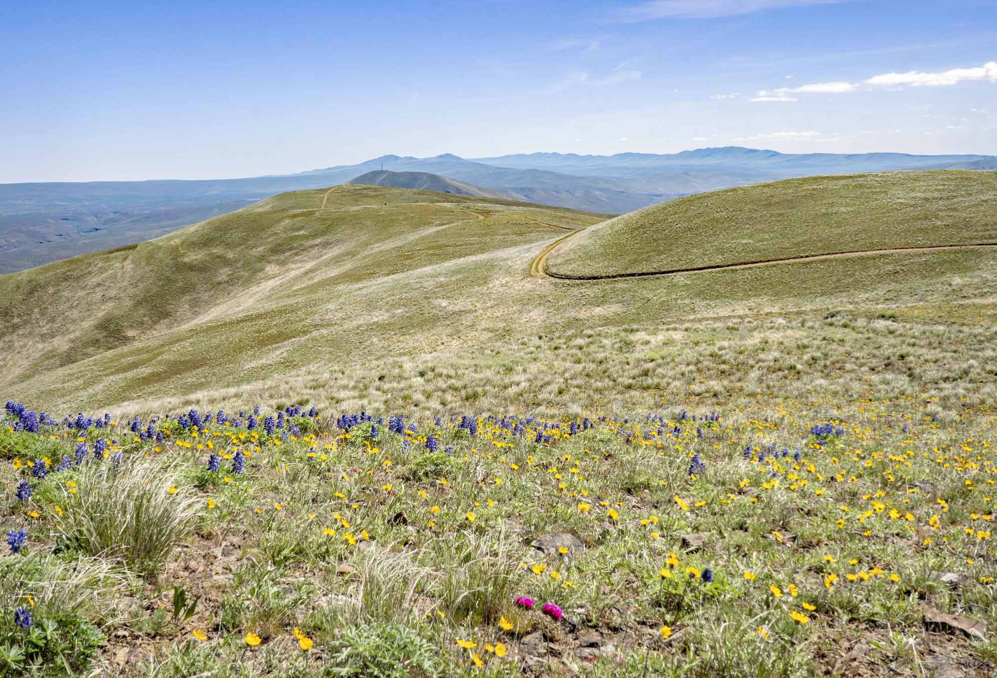 Umtanum Ridge Crest, Yakima Skyline Trail — Washington Trails Association