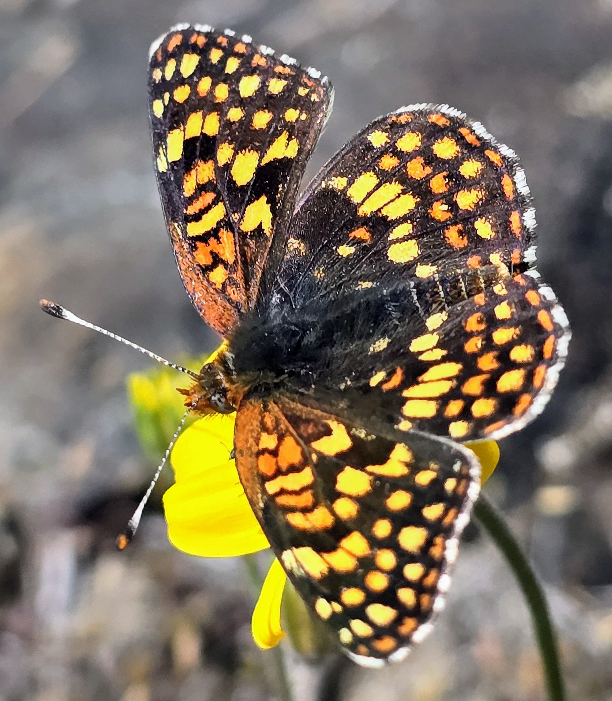 Umtanum Ridge Crest — Washington Trails Association