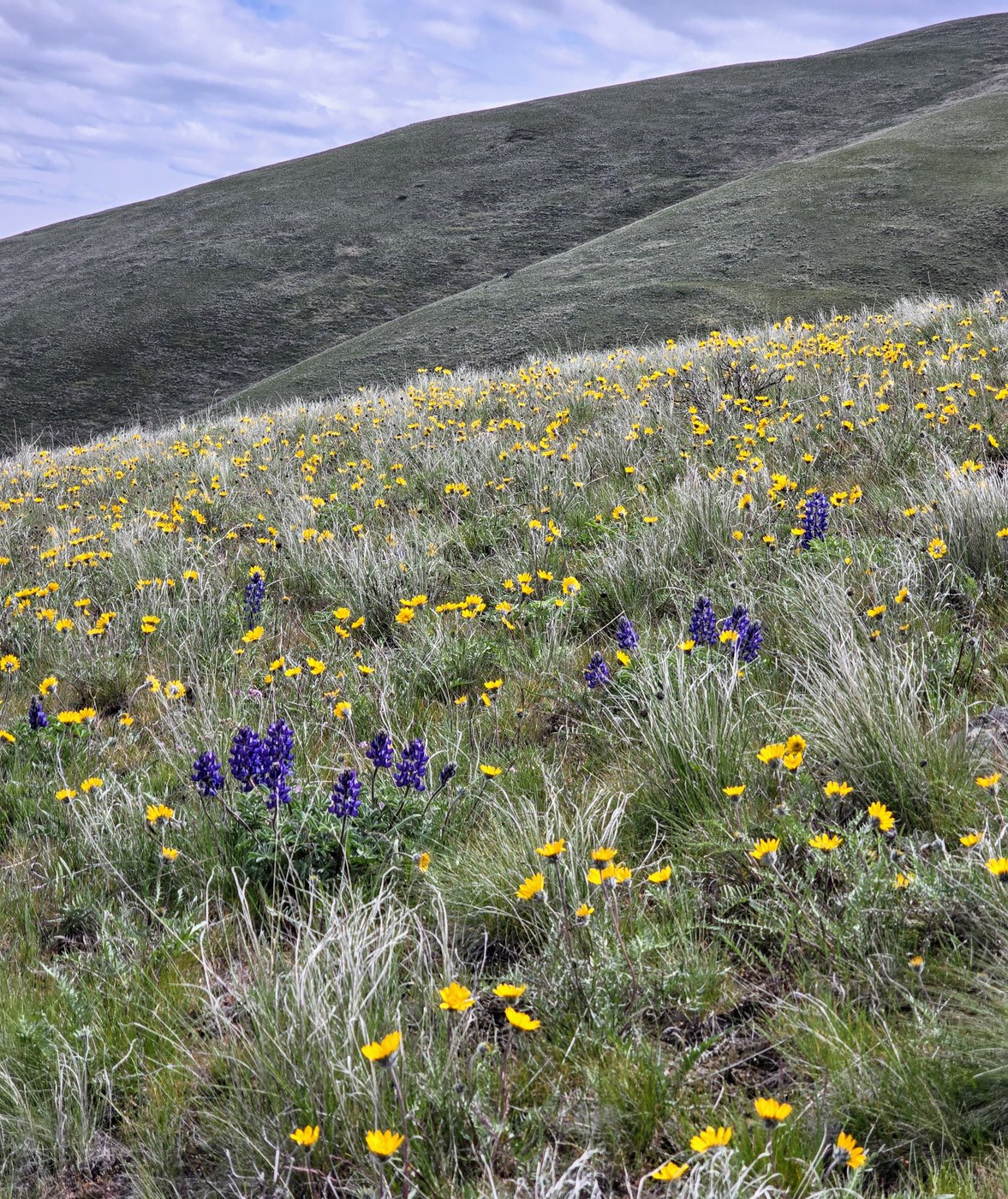 Umtanum Ridge Crest — Washington Trails Association