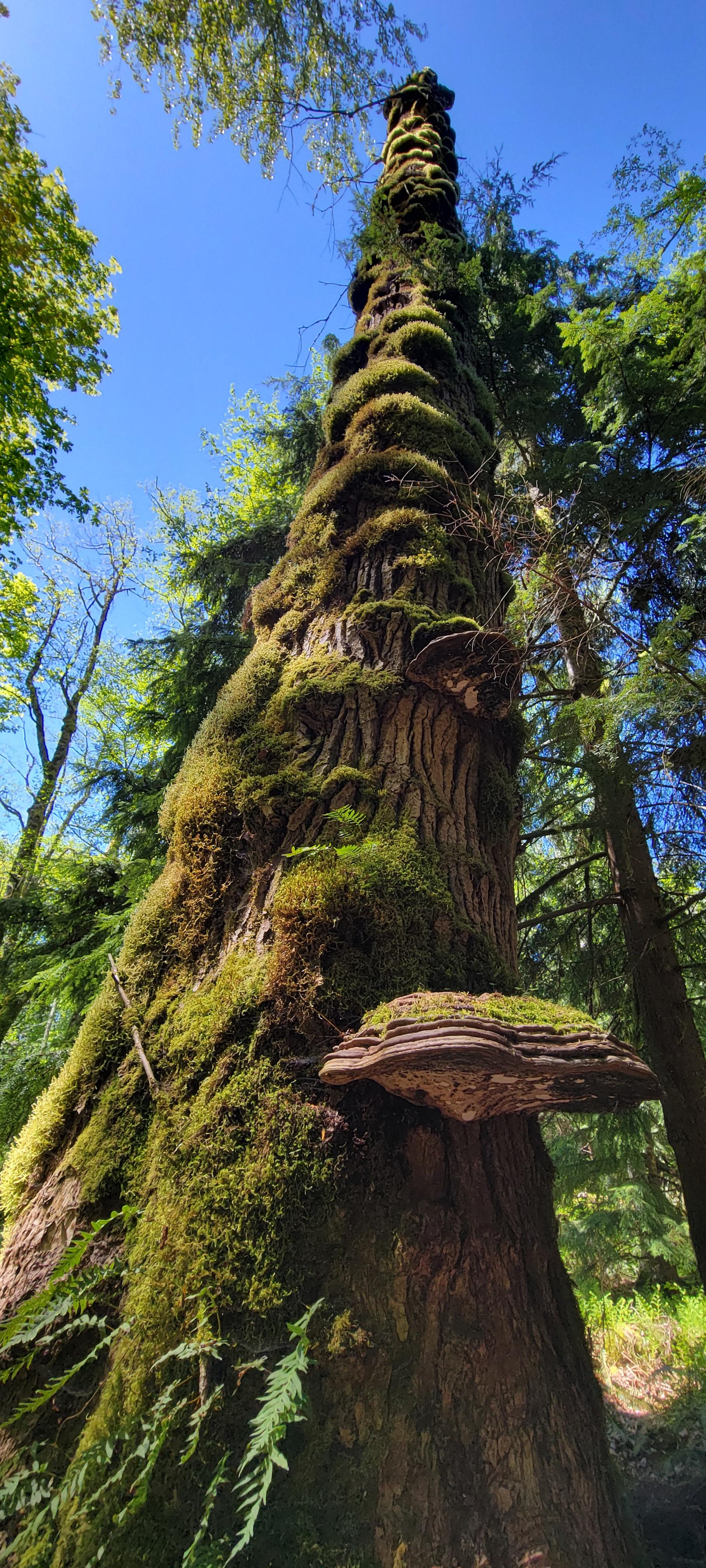 Lake Whatcom Park - Hertz Trail, Lake Whatcom Park - Chanterelle Trail ...