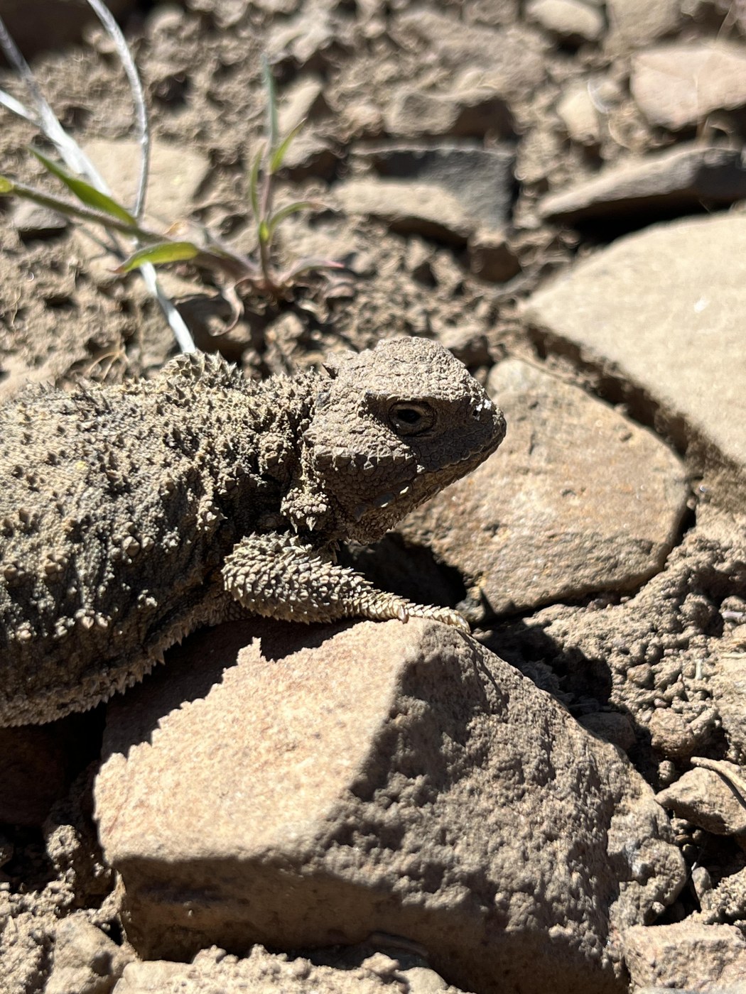 Umtanum Ridge Crest — Washington Trails Association