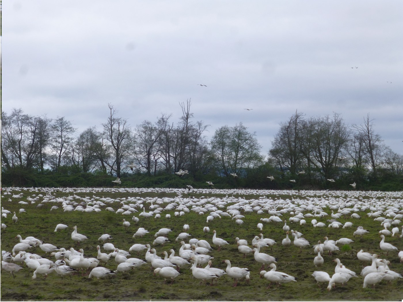 Skagit Wildlife Area — Washington Trails Association