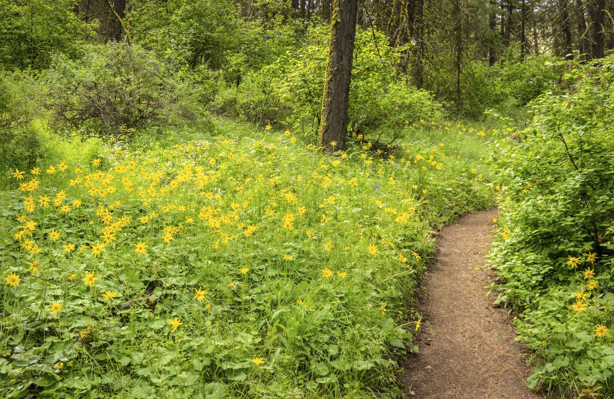 Manastash Ridge - Boy Scout Trail — Washington Trails Association