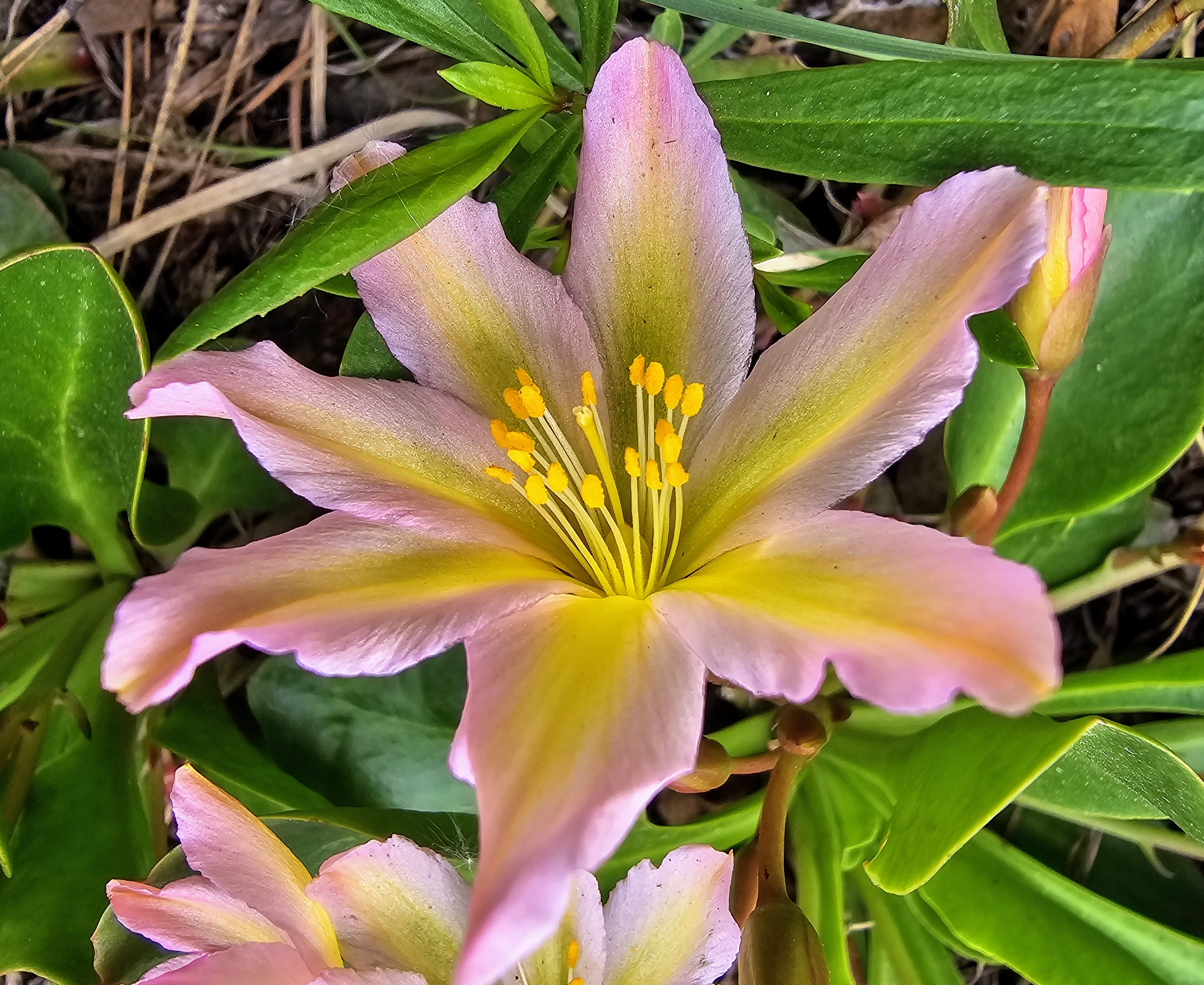 Tronsen Ridge — Washington Trails Association