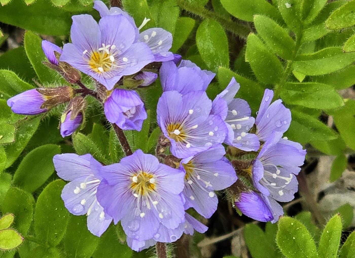 Tronsen Ridge — Washington Trails Association