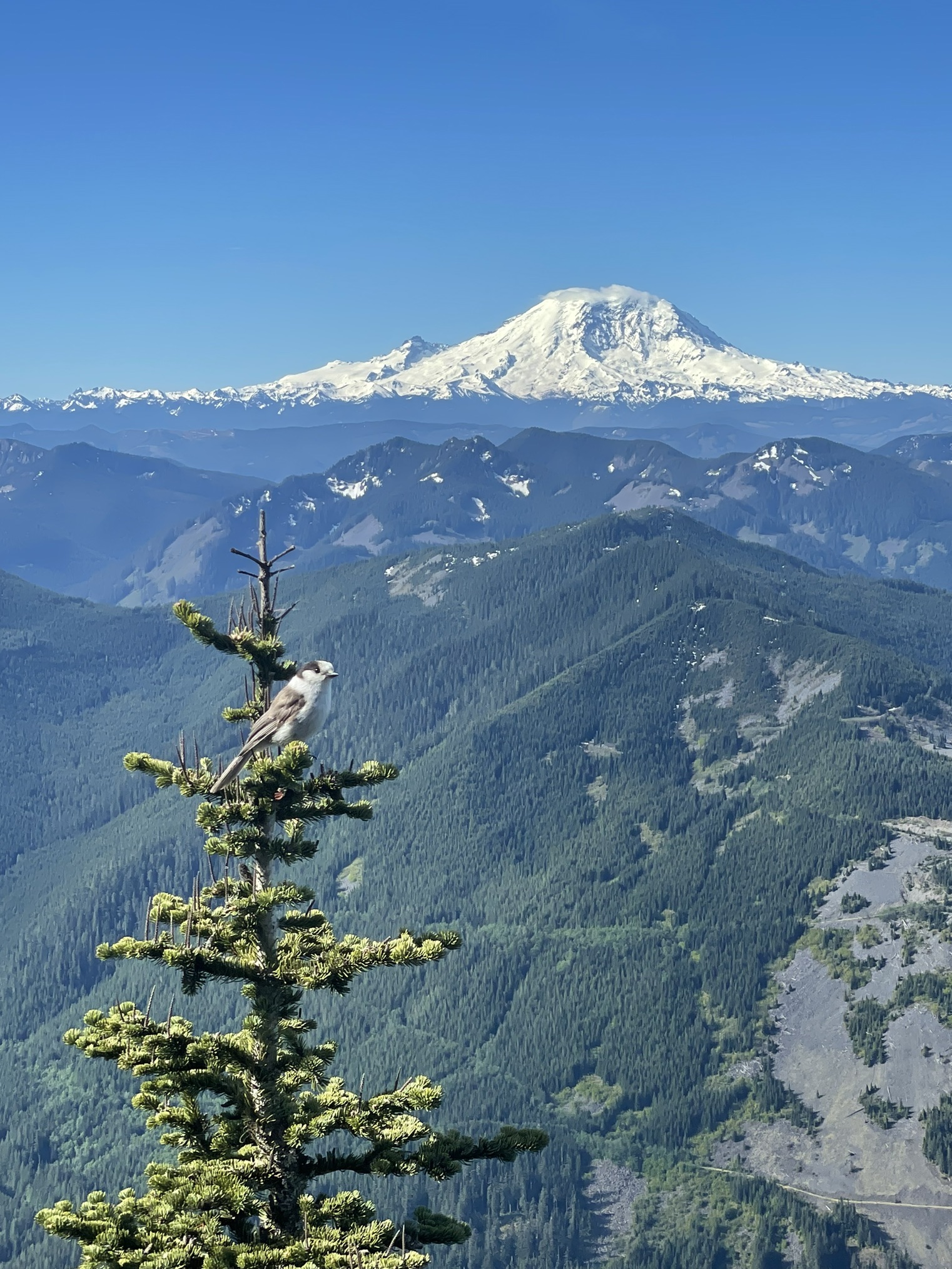 Bandera Mountain — Washington Trails Association