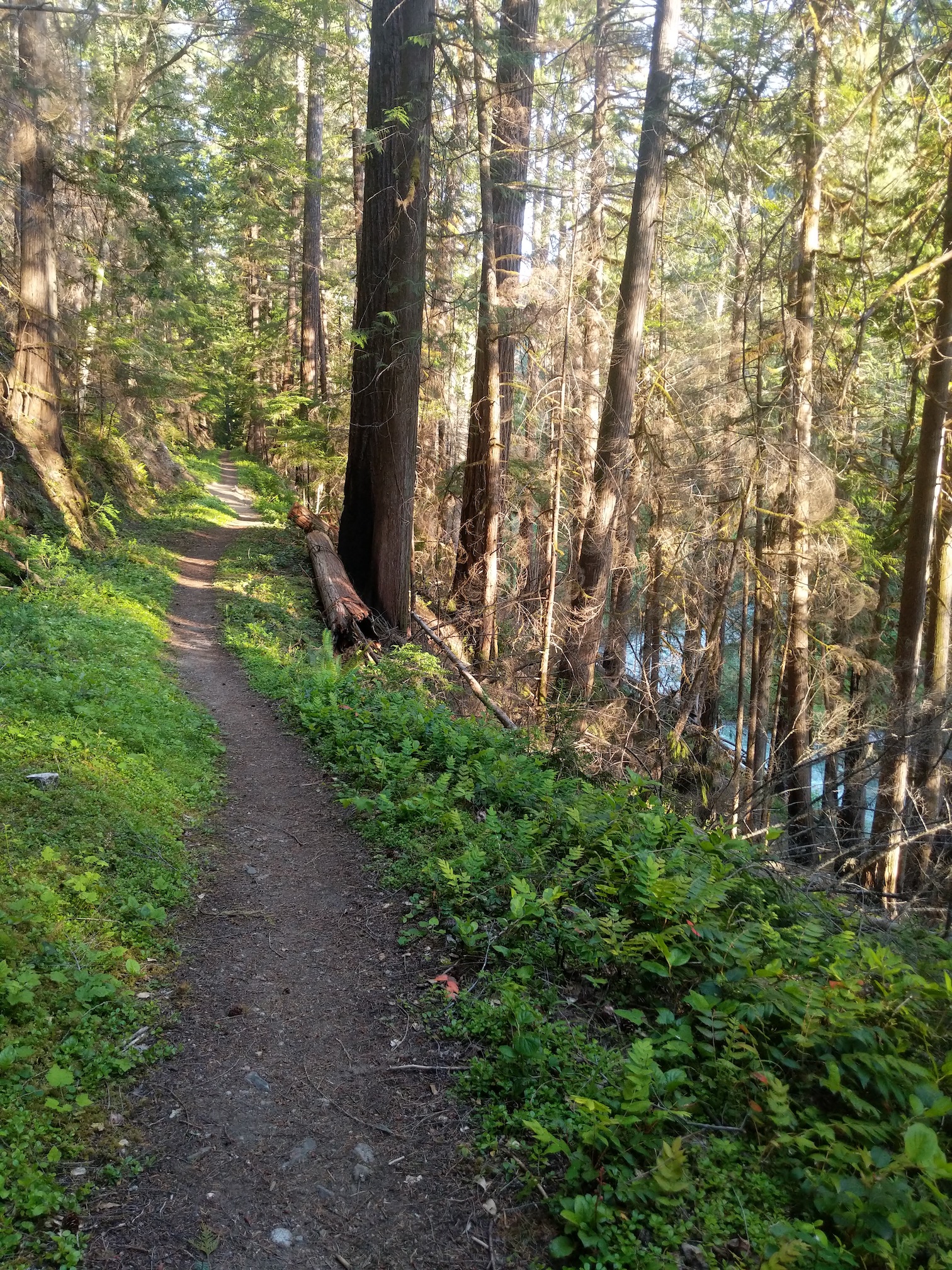 Suiattle River Trail — Washington Trails Association