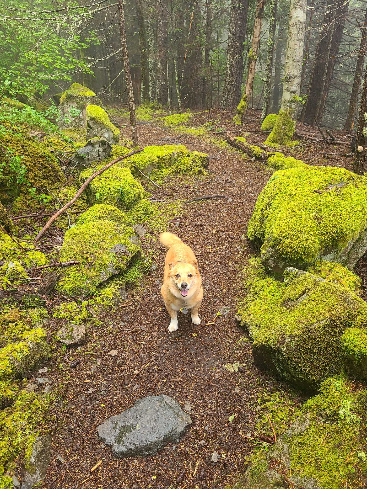 Mount Washington — Washington Trails Association