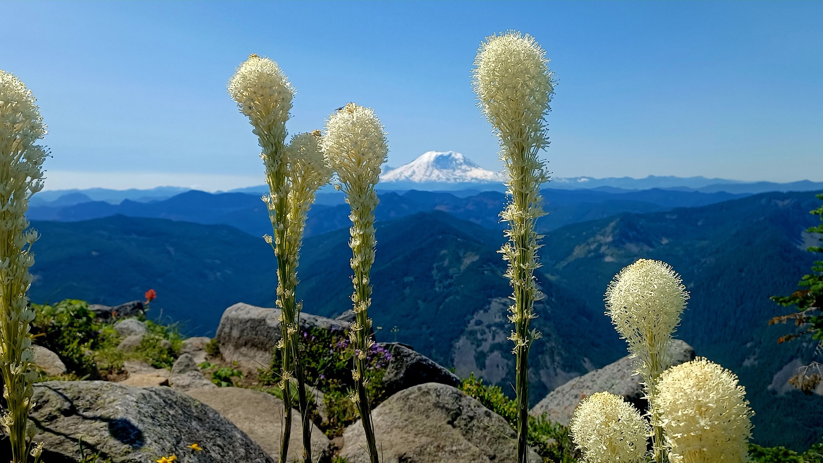 Bandera Mountain — Washington Trails Association