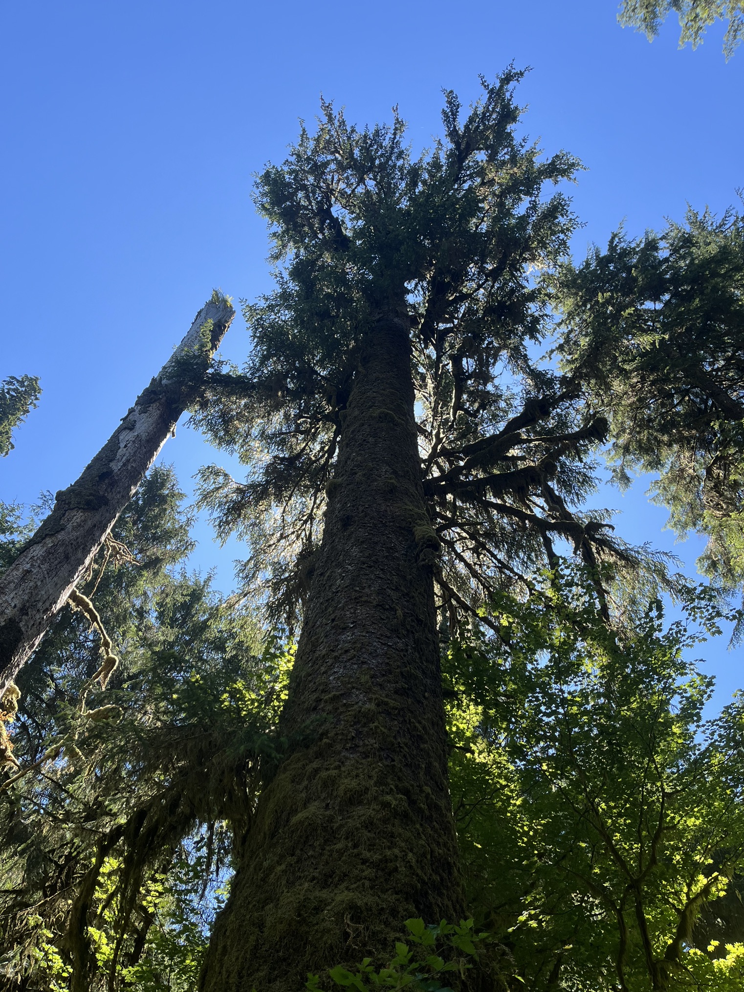 Queets River — Washington Trails Association