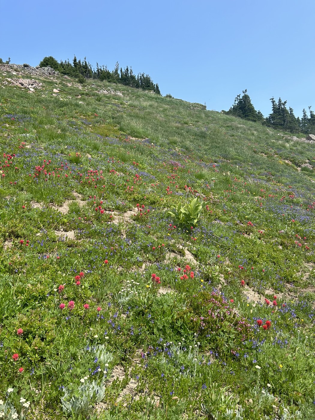 Snowgrass Flat, Snowgrass - Cispus Basin - Nannie Ridge Loop, Goat Lake ...