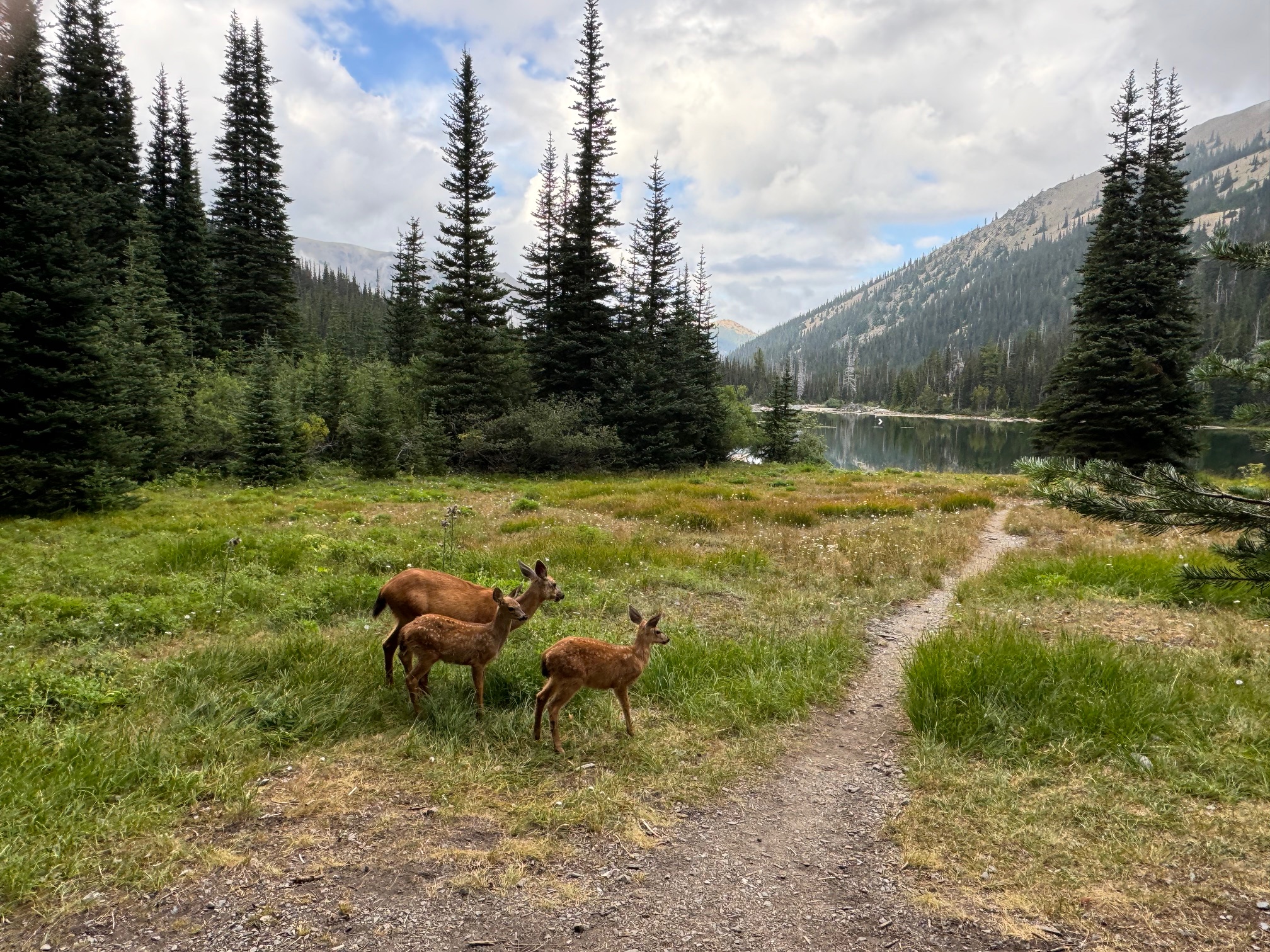 Badger Valley, Grand Valley via Grand Pass Trail — Washington Trails ...