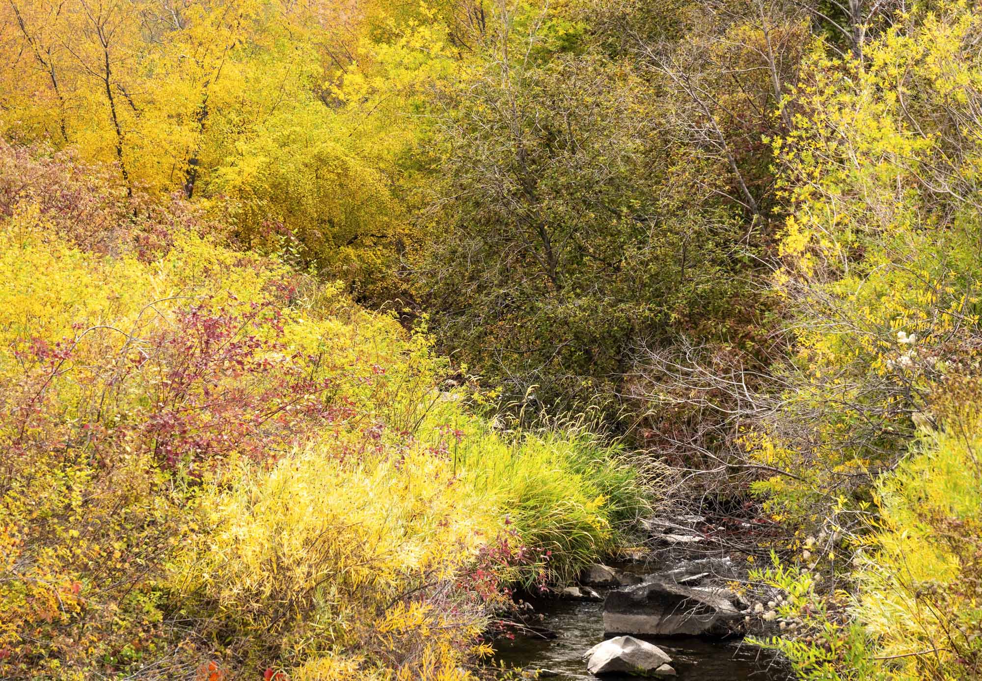 Cowiche Canyon Preserve — Washington Trails Association