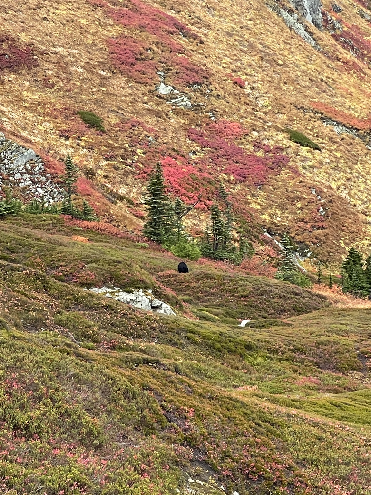 Cascade Pass and Sahale Arm — Washington Trails Association